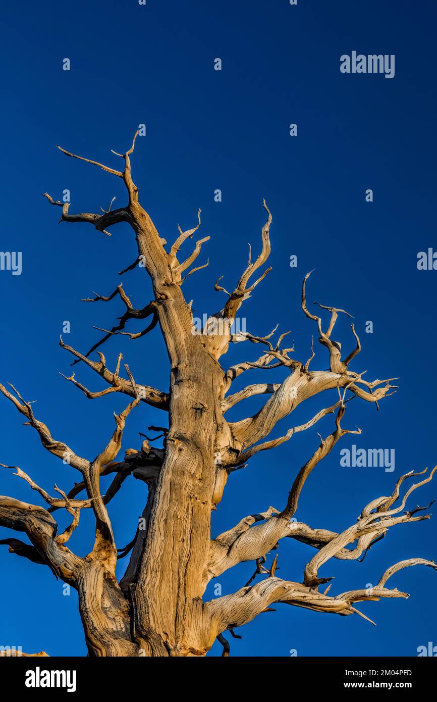 Dead Great Basin Bristlecone Pine, Pinue longaeva, Ancient Bristlecone ...