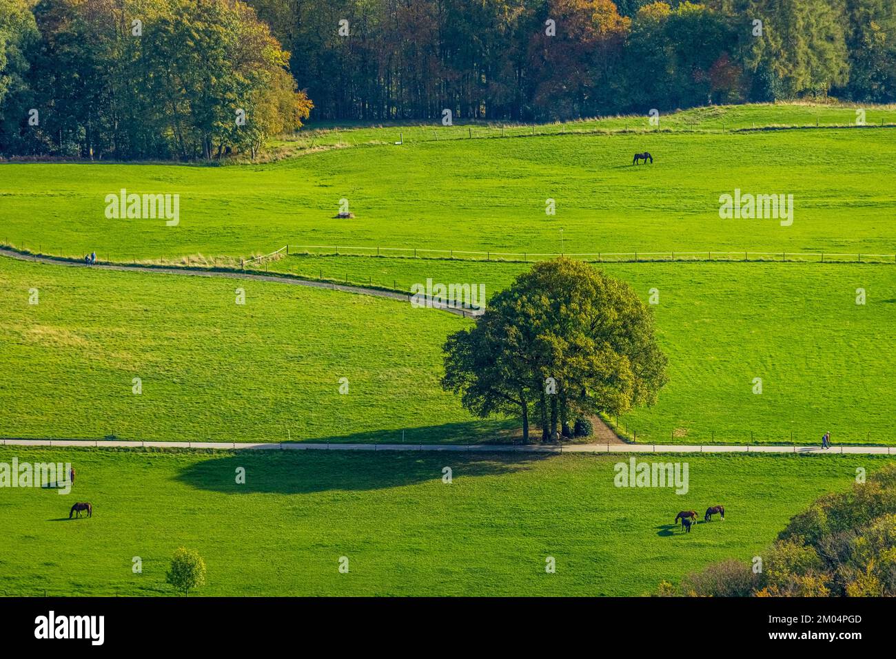 Aerial view, tree in field, horses on pasture, Haspe, Hagen, Ruhr area ...