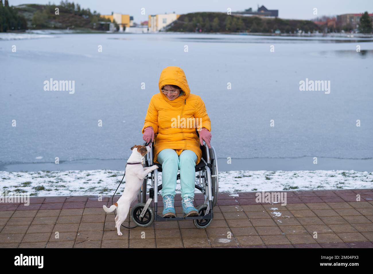 Caucasian woman in a wheelchair walks the dog in winter Stock Photo - Alamy