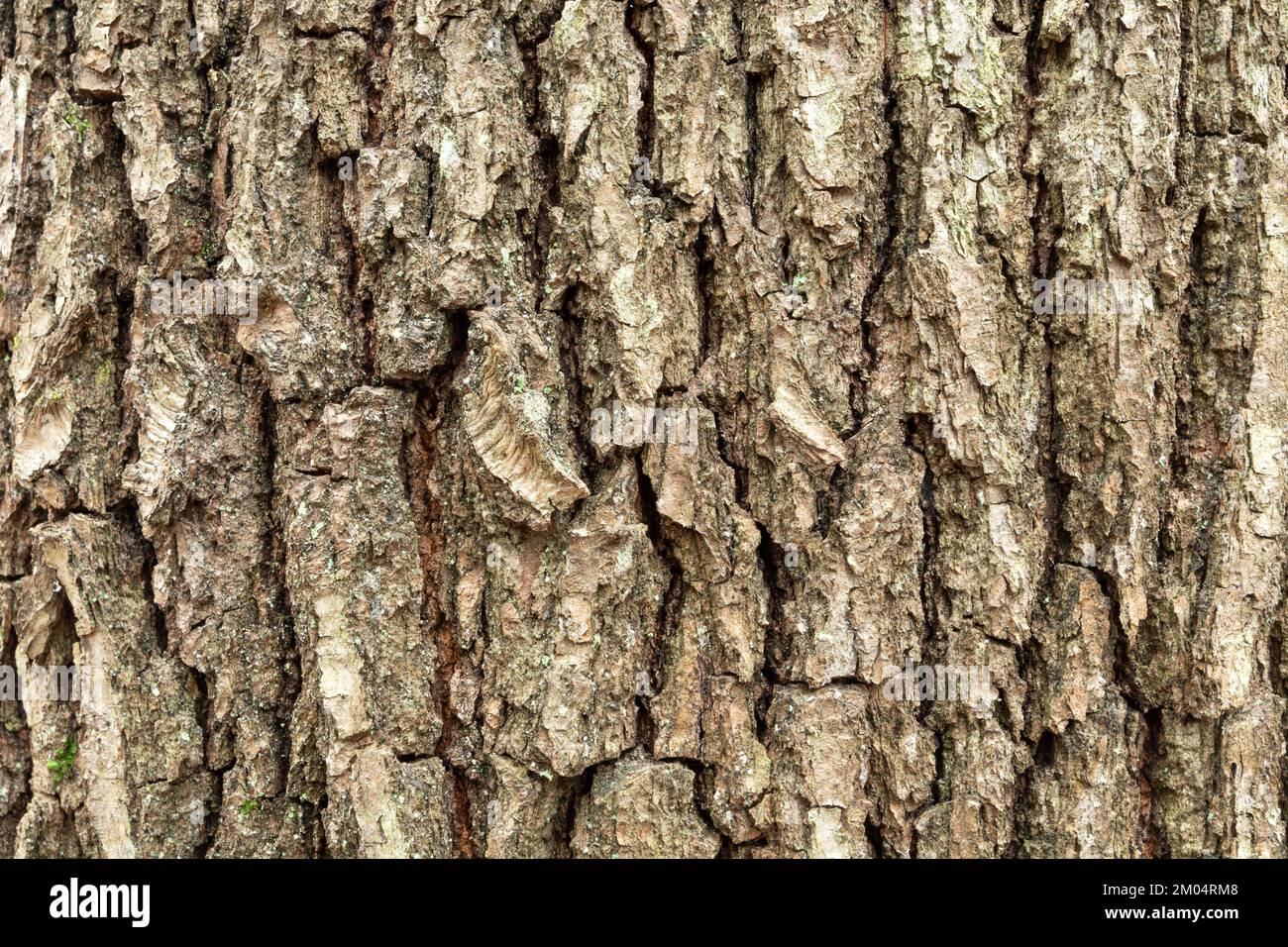 Close up of old tree trunk, background bark view Stock Photo - Alamy