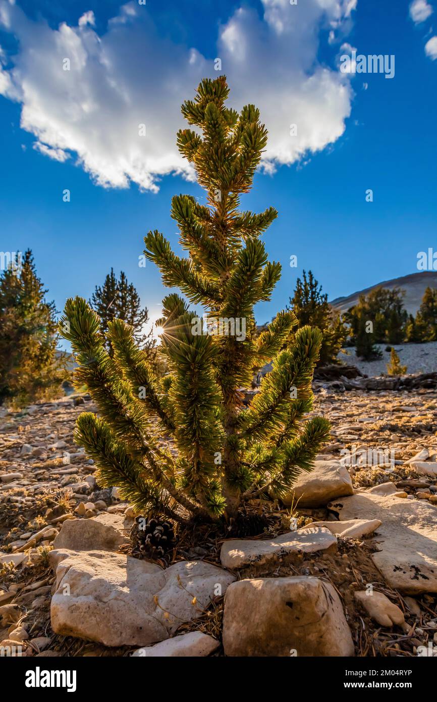 Bristlecone Pine Tree Landscape