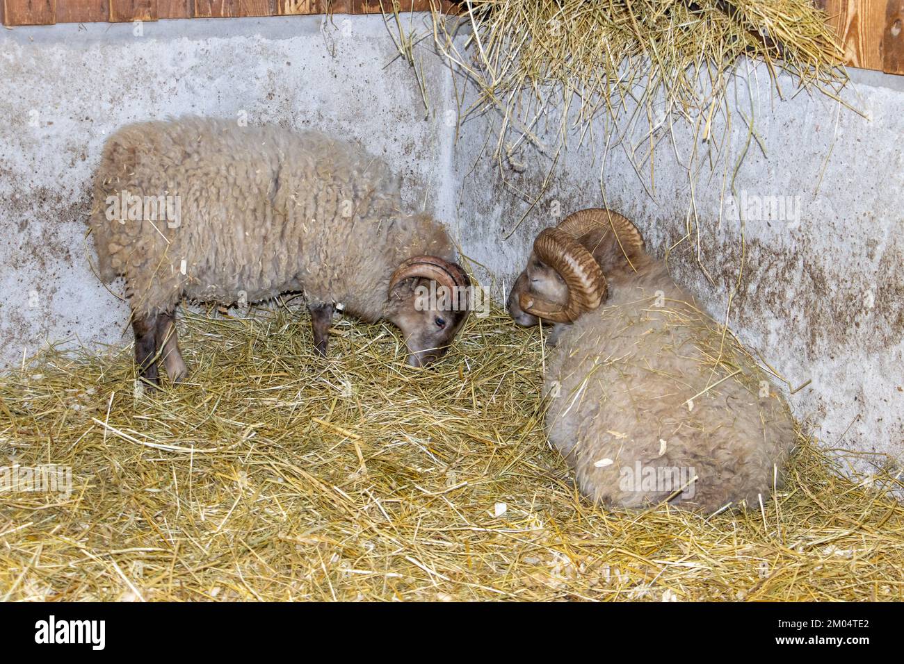 A pair of sheep in a cattle shed Stock Photo - Alamy
