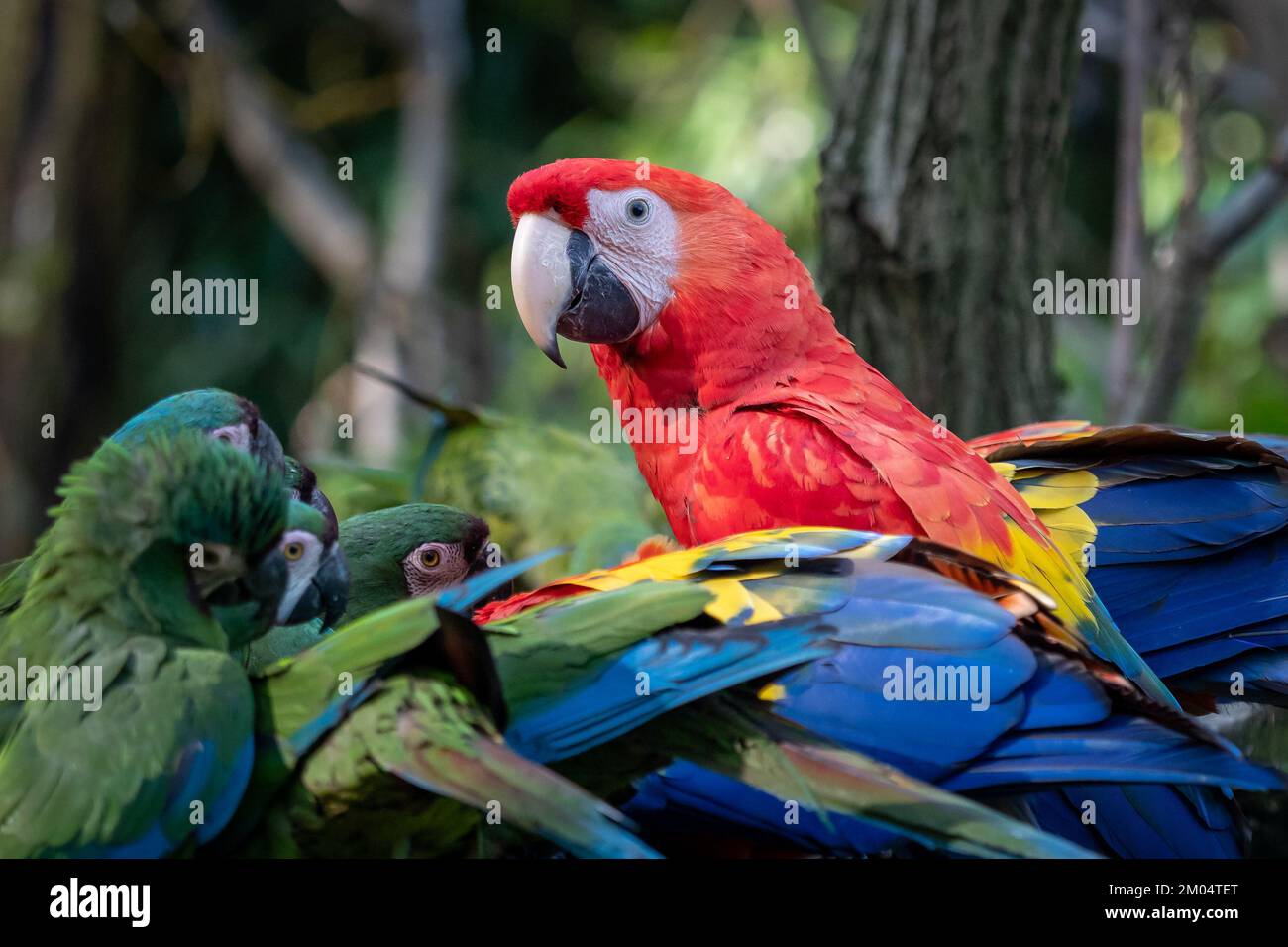 Group of Ara parrots, Red parrot Scarlet Macaw, Ara macao and military ...
