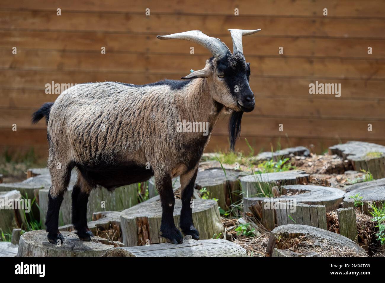 Domestic goat Capra hircus, farmed domestic animal Stock Photo - Alamy