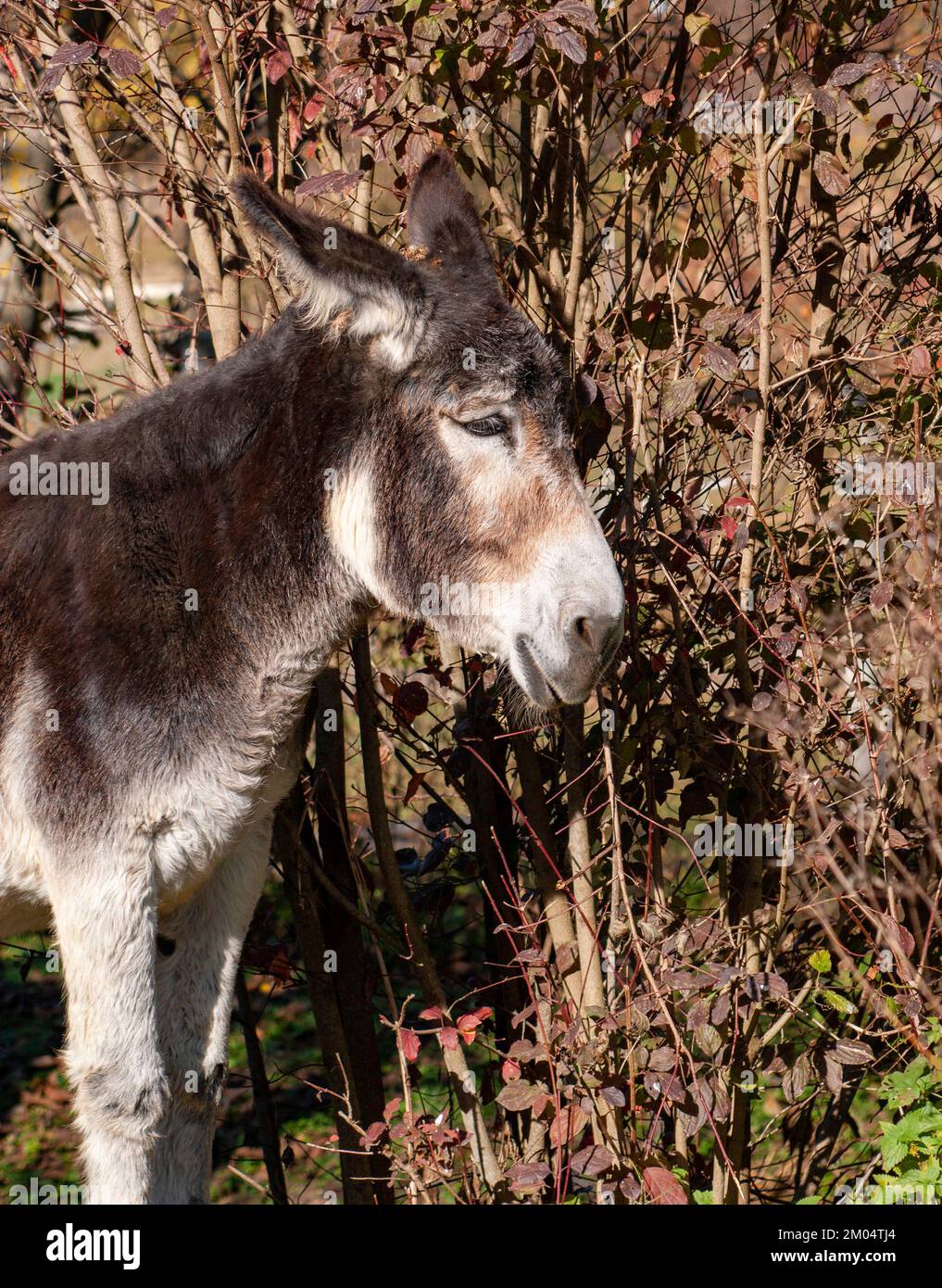 Old donkey hi-res stock photography and images - Alamy