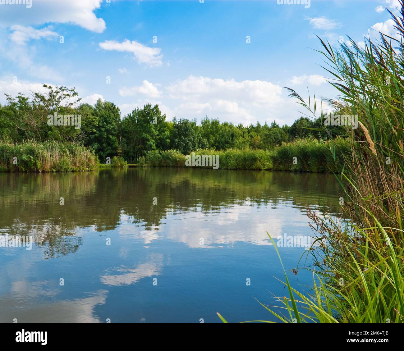 Summer scene with a lake, cloudy sky and reed Stock Photo - Alamy