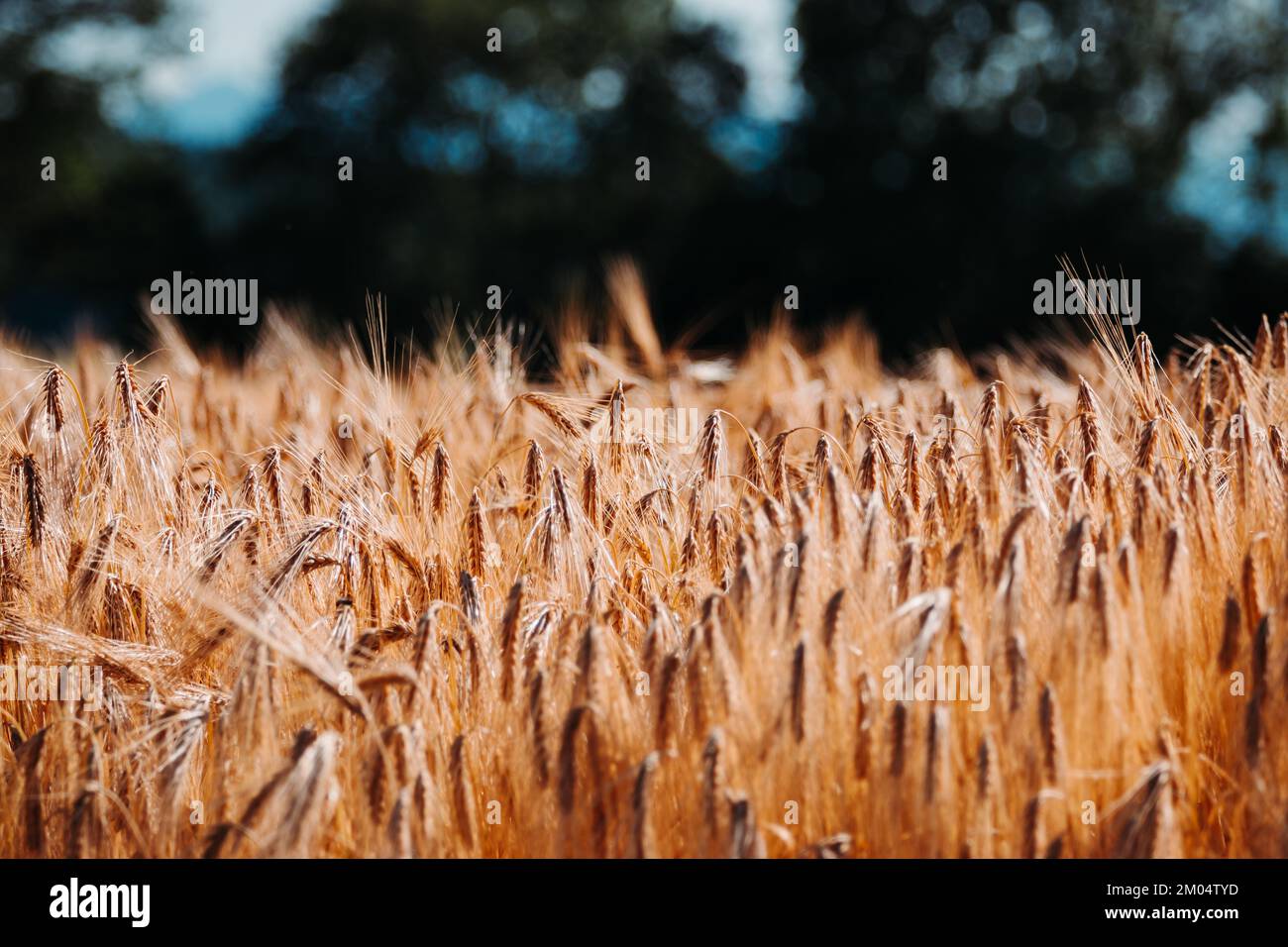Wheat in switzerland hi-res stock photography and images - Alamy