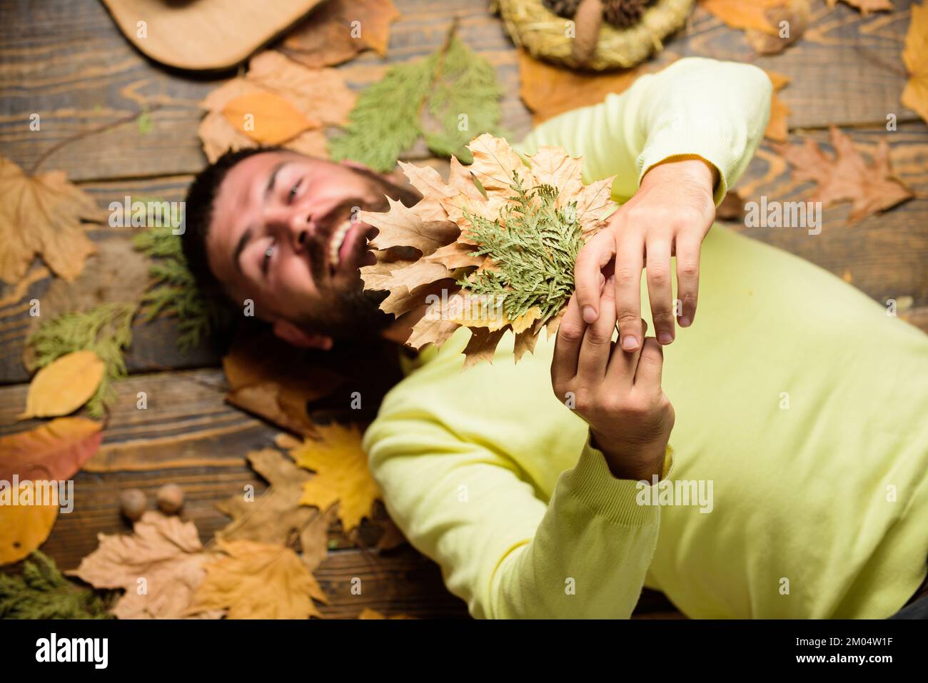 Fall and autumn season concept. Man bearded smiling face lay on wooden ...