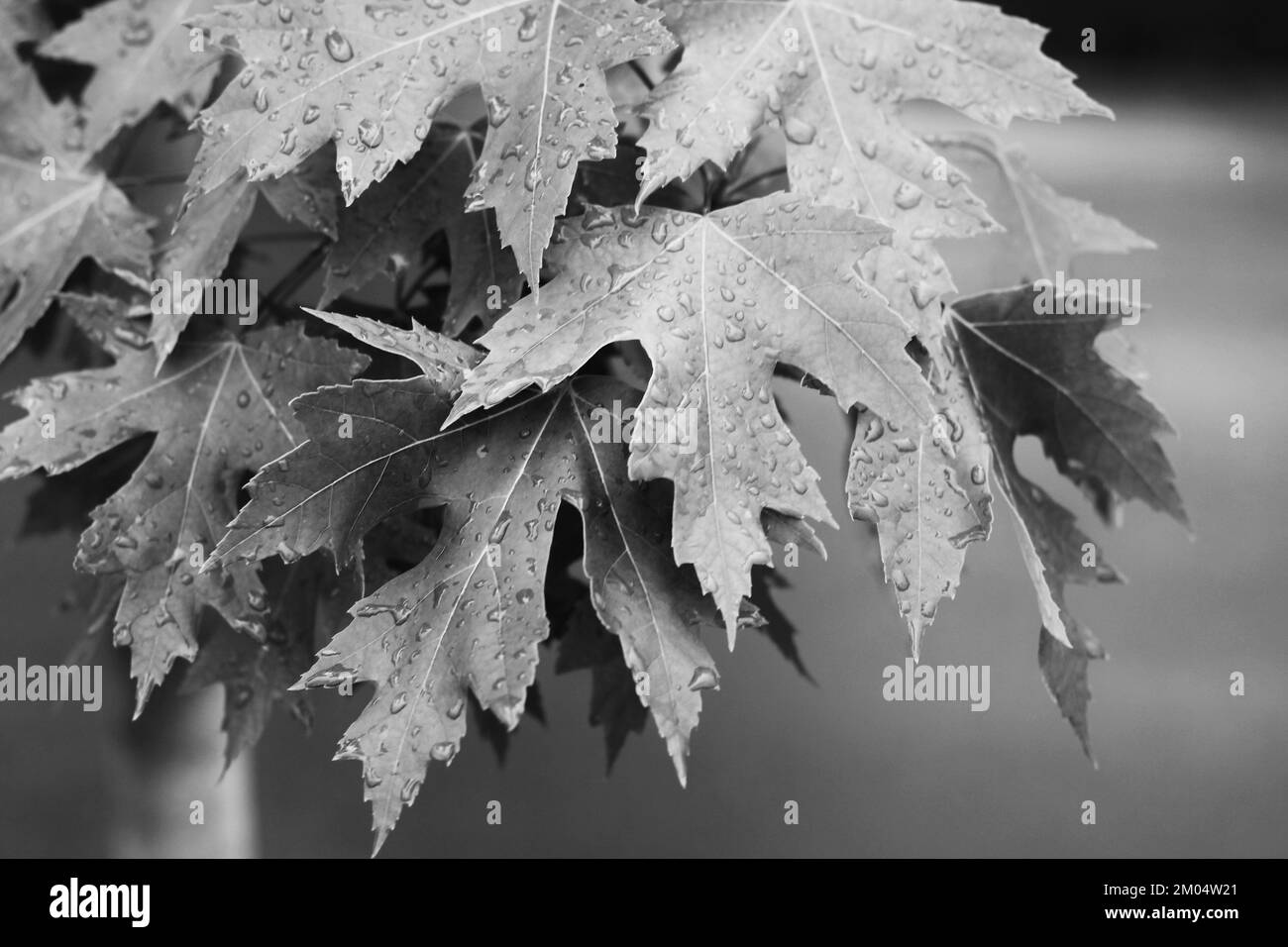 Leafy sugar maple tree full of leaves and fresh raindrops in a black ...
