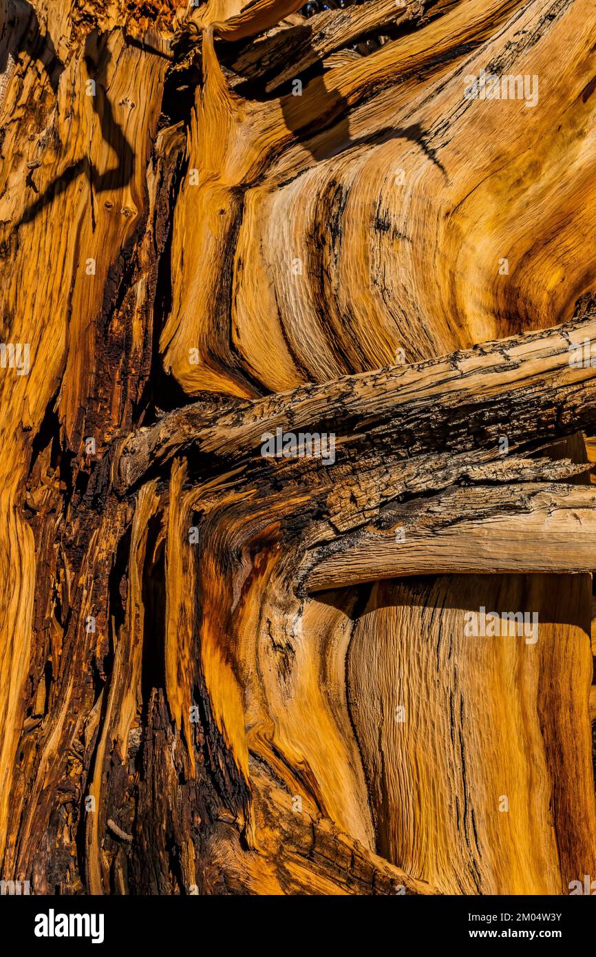 Wood grain of dead Great Basin Bristlecone Pine, Pinue longaeva ...