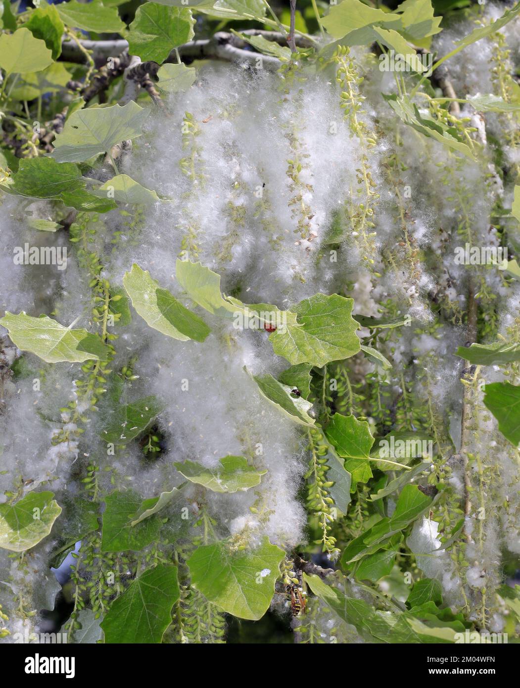 Flower of poplar tree Stock Photo - Alamy