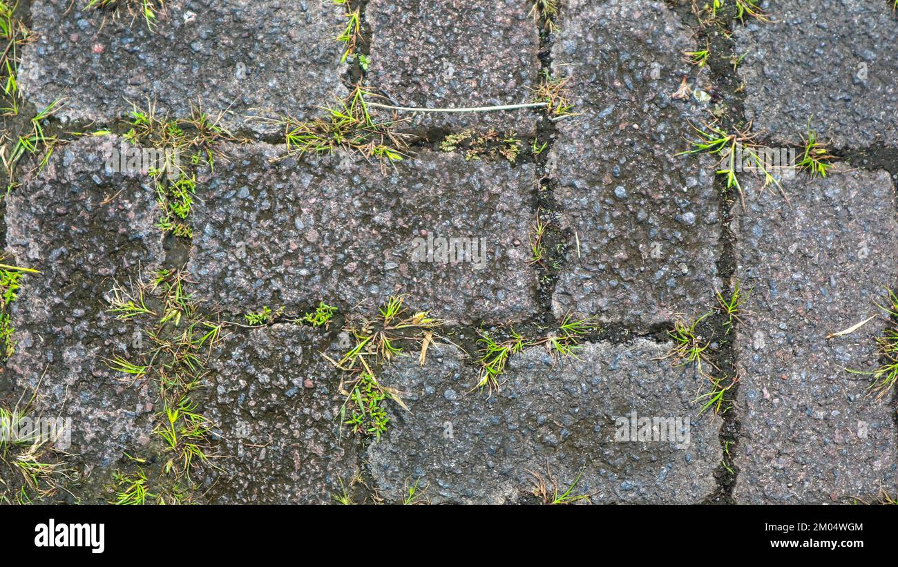 paving block texture with weeds in the gaps in the background Stock ...