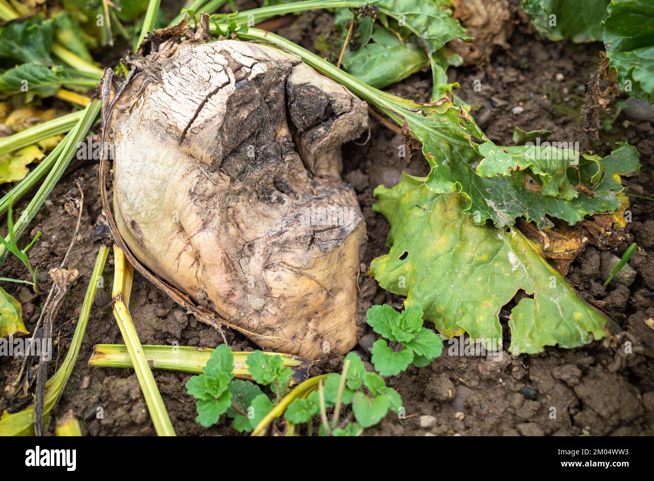 Field pests hi-res stock photography and images - Alamy