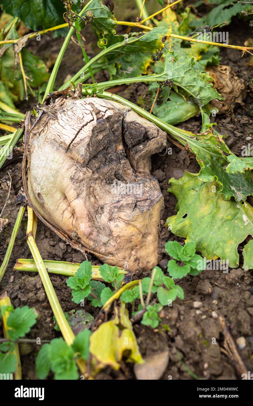 Vegetables in the field bitten and damaged by pests Stock Photo - Alamy