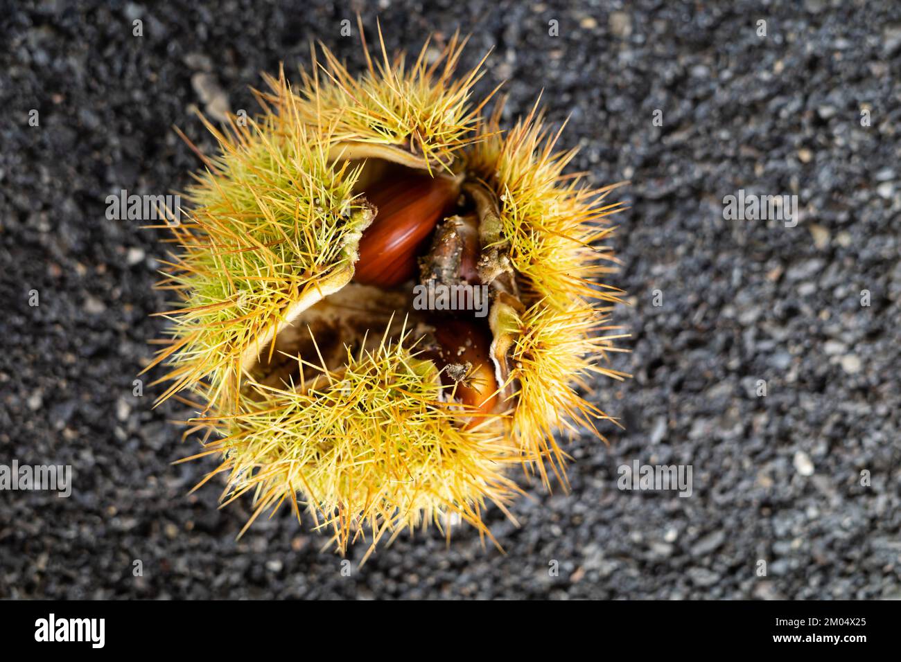 Ripe yellow chestnut pod on the sidewalk Stock Photo - Alamy