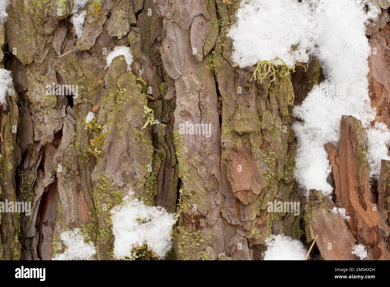Ecorce de meleze hi-res stock photography and images - Alamy