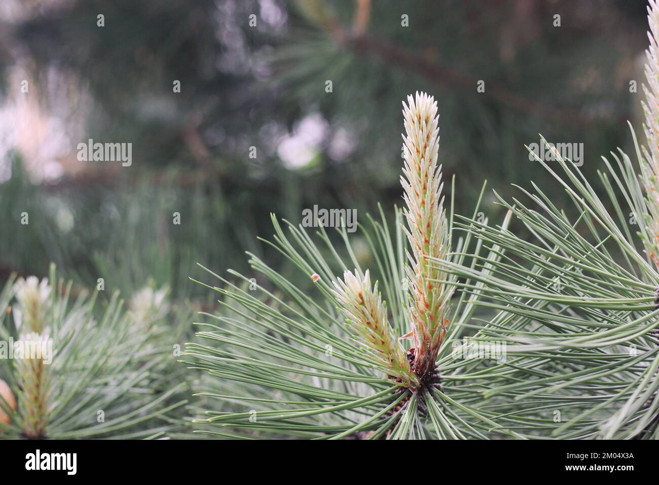 Traditional conifer needles growing on a pine bush Stock Photo - Alamy