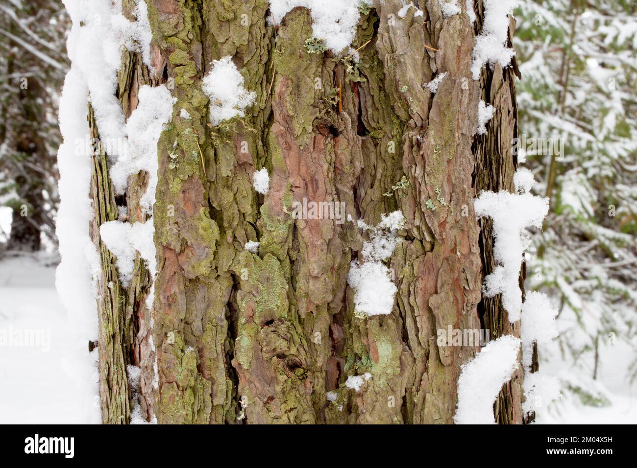 Snow on the bark of a western larch tree, Larix occidentalis, along the ...