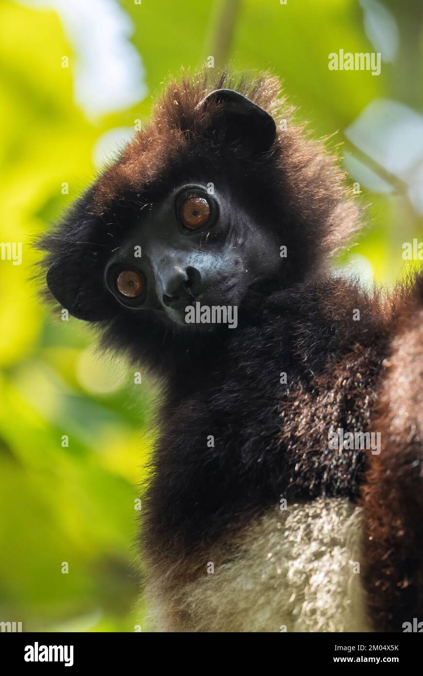 Milne-Edwards's Sifaka - Propithecus edwardsi, beautiful endangered ...