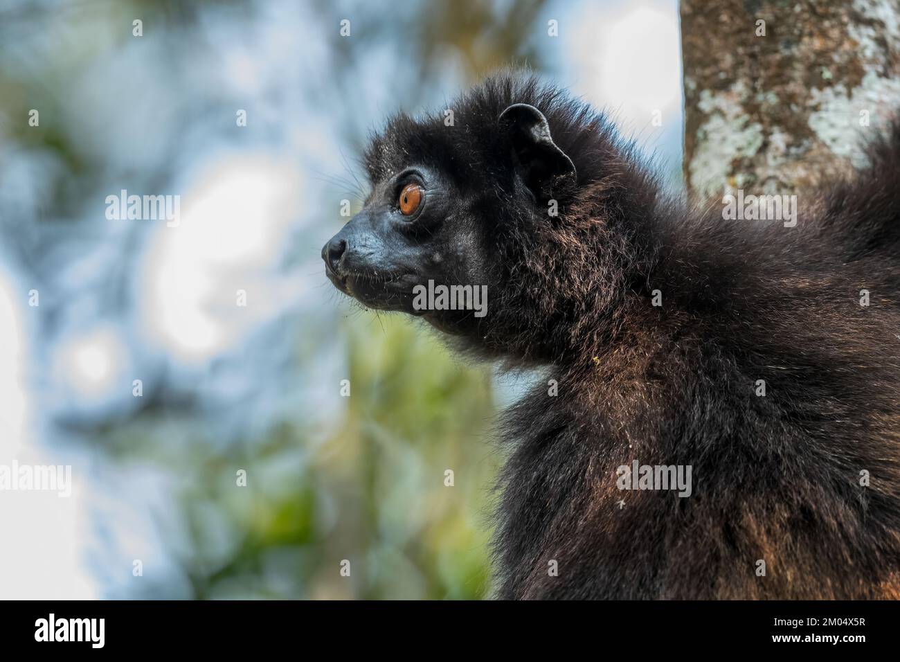 Milne-Edwards's Sifaka - Propithecus edwardsi, beautiful endangered ...