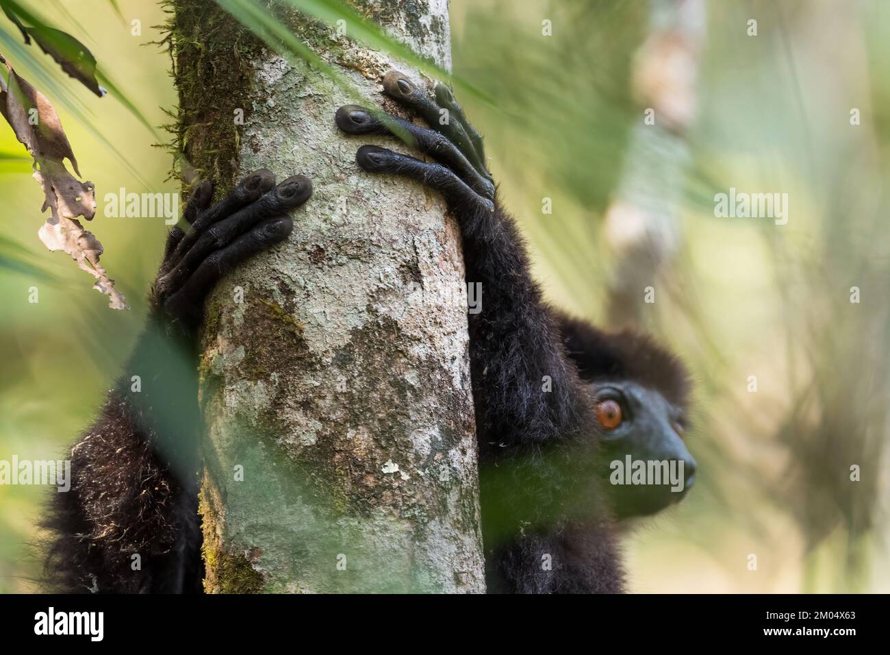 Milne-Edwards's Sifaka - Propithecus edwardsi, beautiful endangered ...
