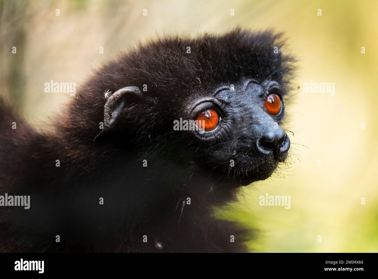 Milne-Edwards's Sifaka - Propithecus edwardsi, beautiful endangered ...