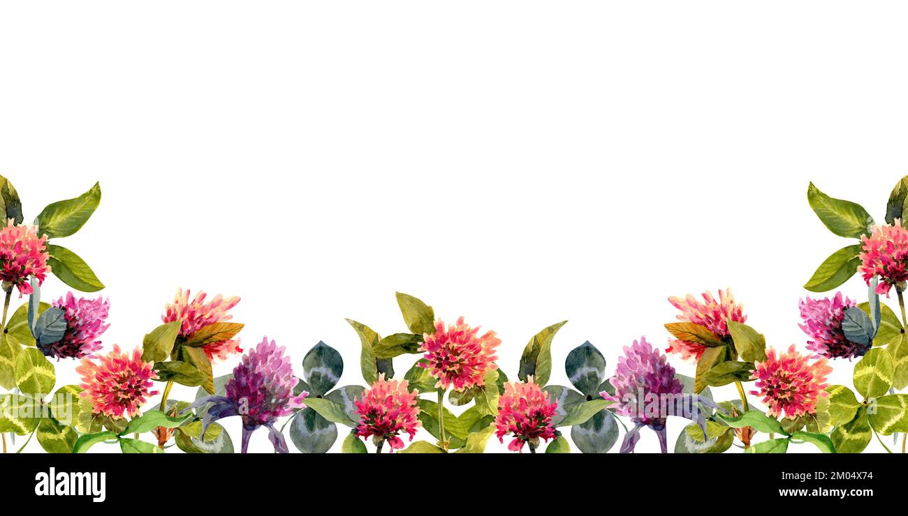 Watercolor pink clovers with leaves banner on white background. Summer ...