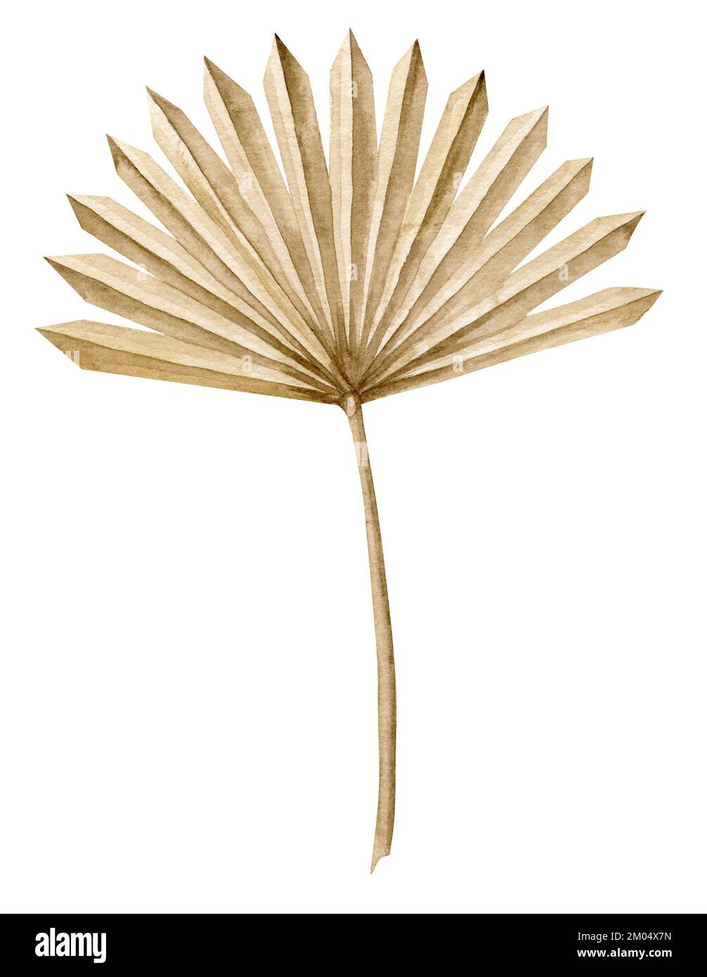 Dry Palm Leaf. Hand drawn watercolor illustration of Exotic tropical ...