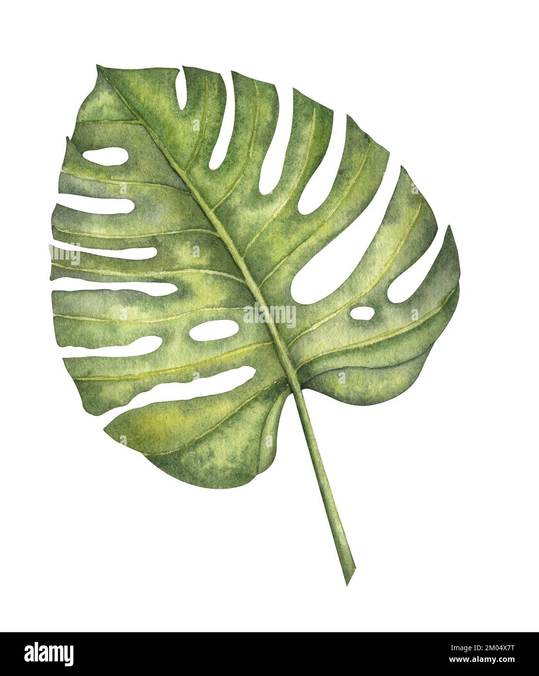 Monstera green Palm Leaf. Hand drawn exotic tropical Plant on isolated ...