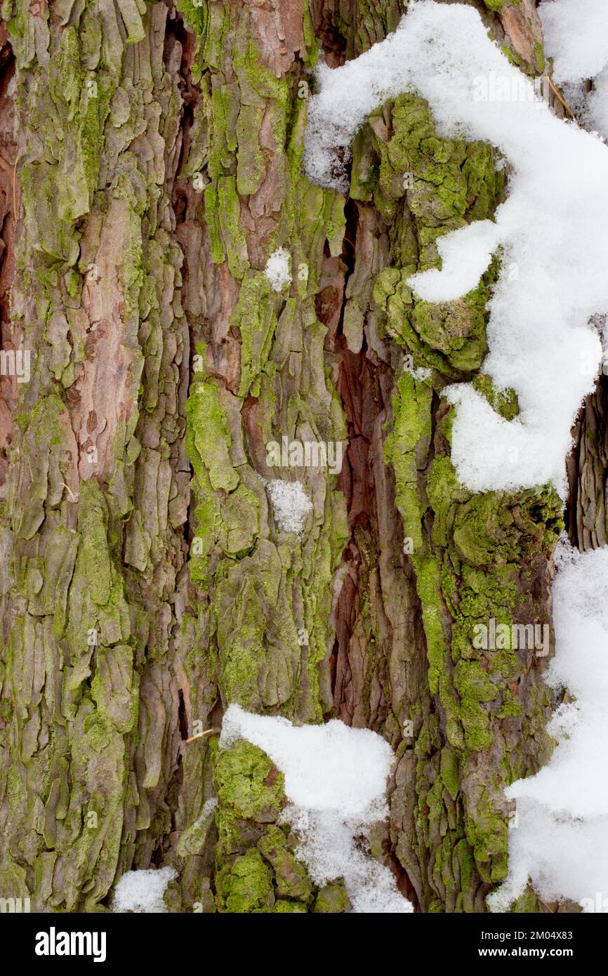 Corteza de larix occidentalis hi-res stock photography and images - Alamy
