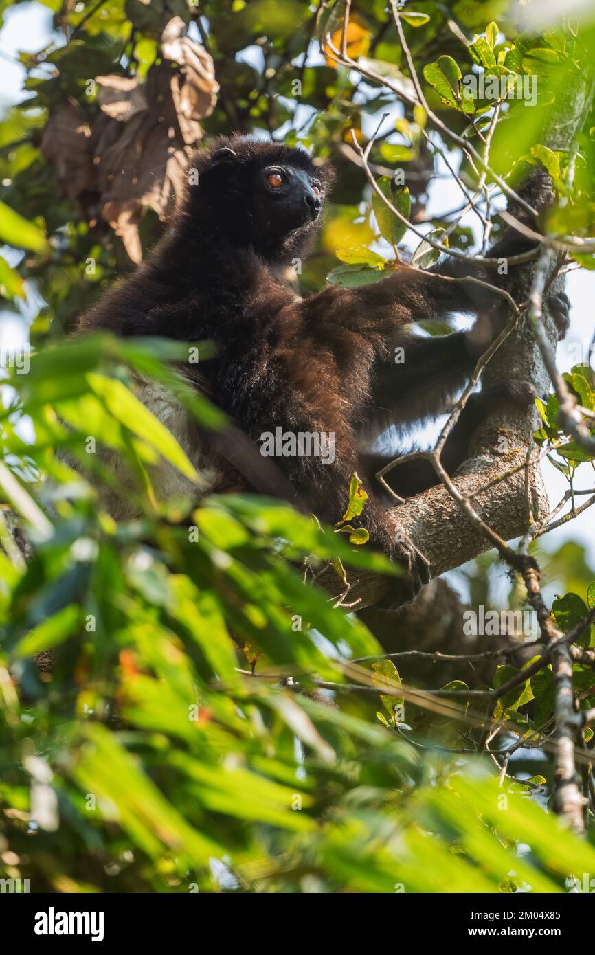 Milne-Edwards's Sifaka - Propithecus edwardsi, beautiful endangered ...