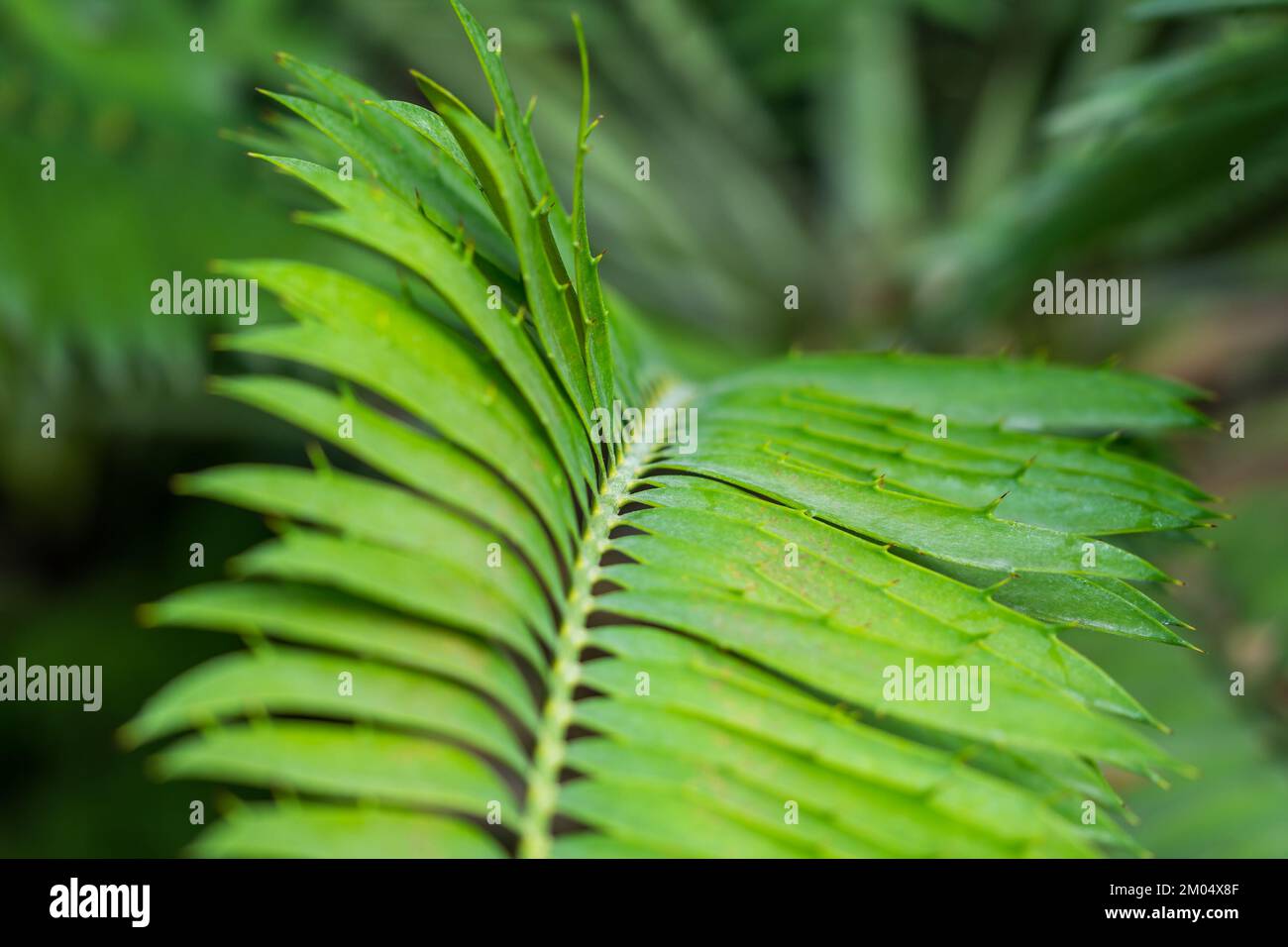 Macro detail of leaf with thorn and spike Stock Photo - Alamy