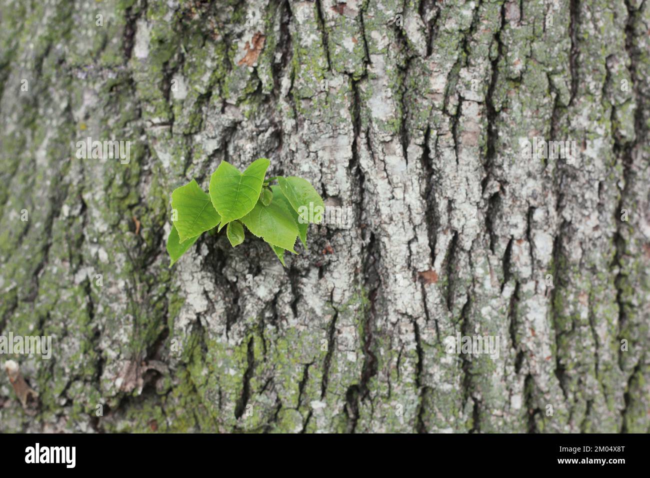 Sprouting elegance hi-res stock photography and images - Alamy