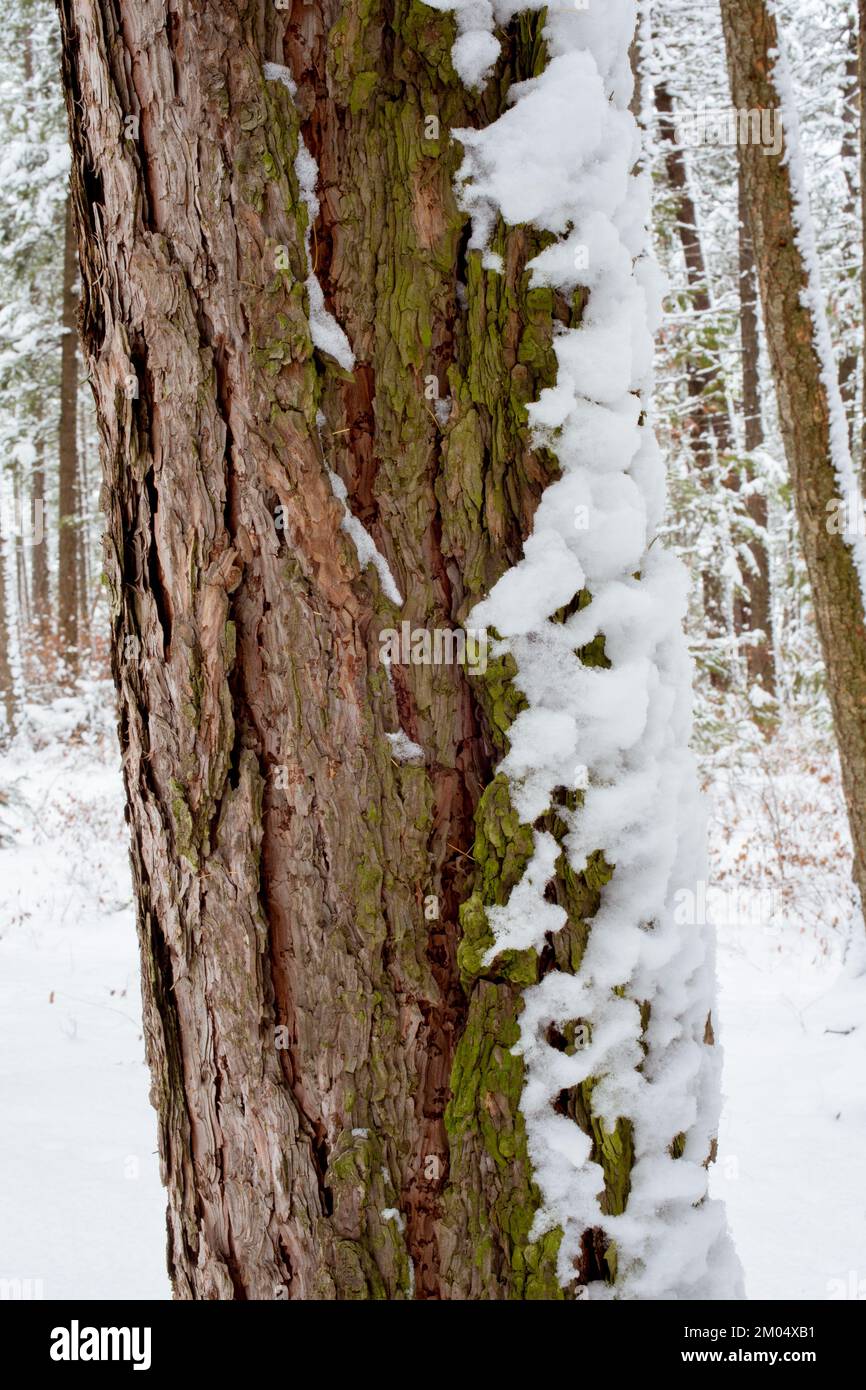 Snow on the bark of a western larch tree, Larix occidentalis, along the ...