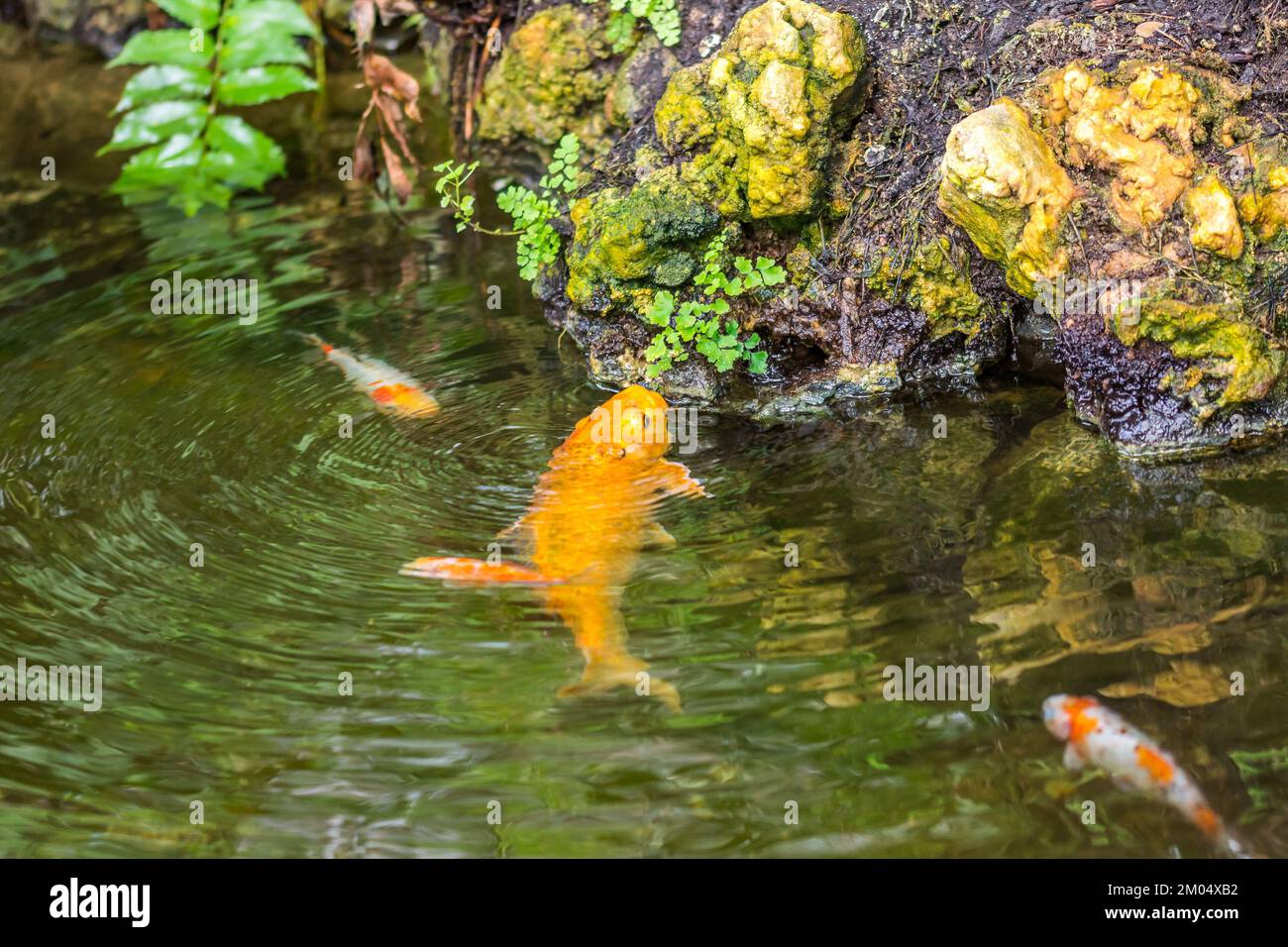 The gold fish in small pond is eating the green leaves on the rock ...