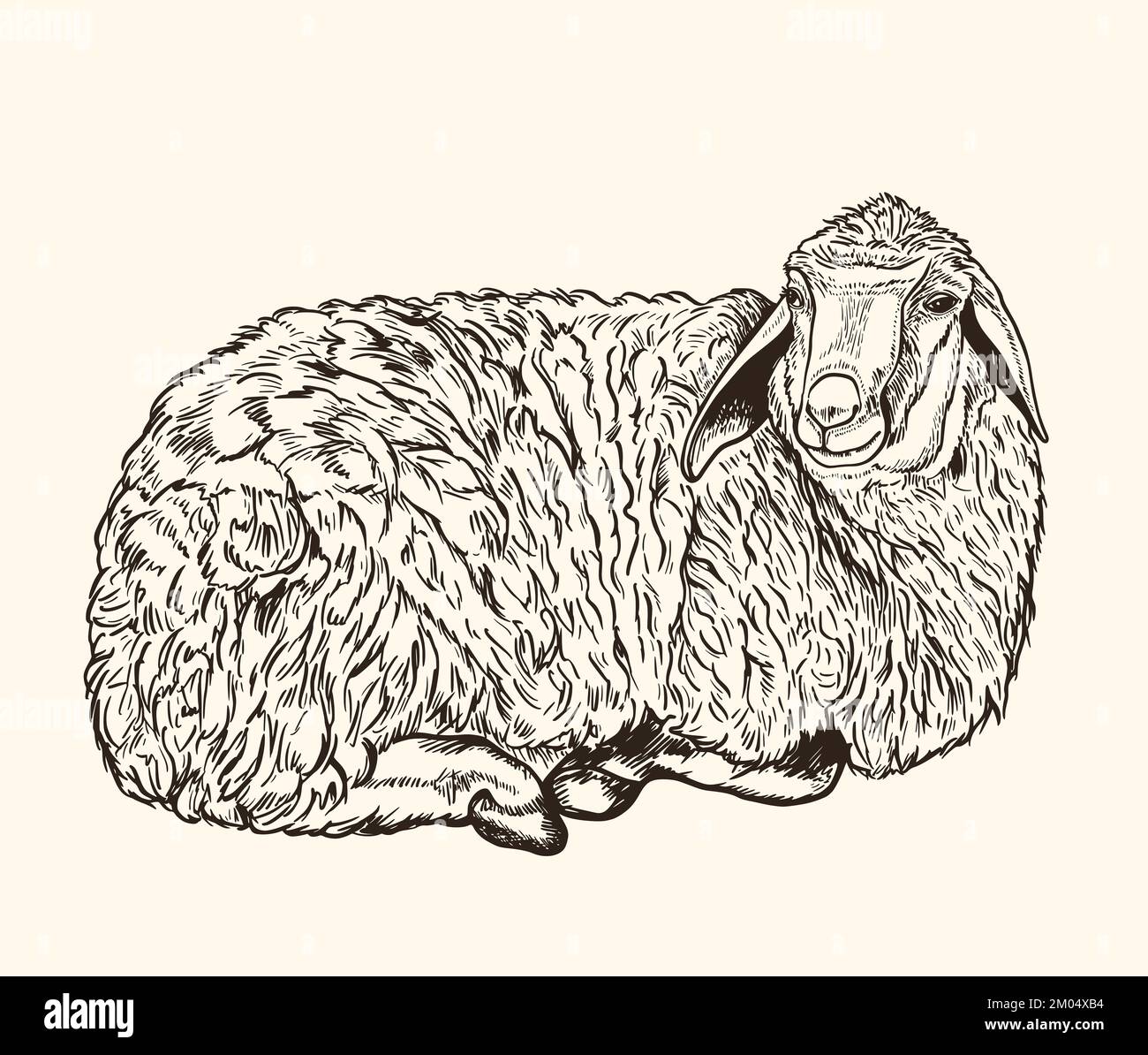 Cute hand drawn lamb with curly wool. Farm animals Stock Photo - Alamy