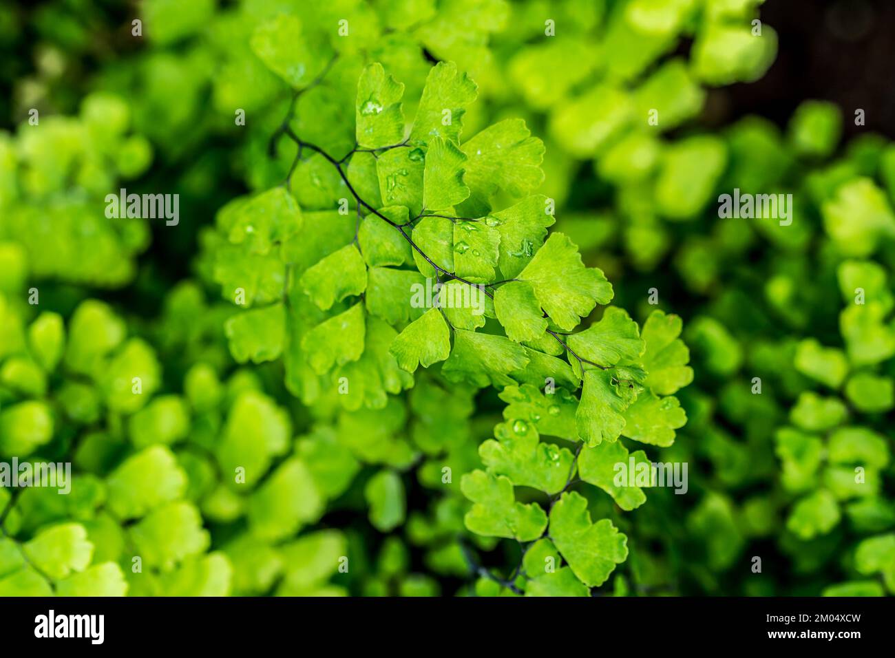 Very small leaves hi-res stock photography and images - Alamy