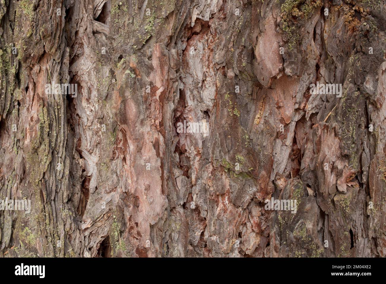 The bark of a western larch tree, Larix occidentalis, along the ...