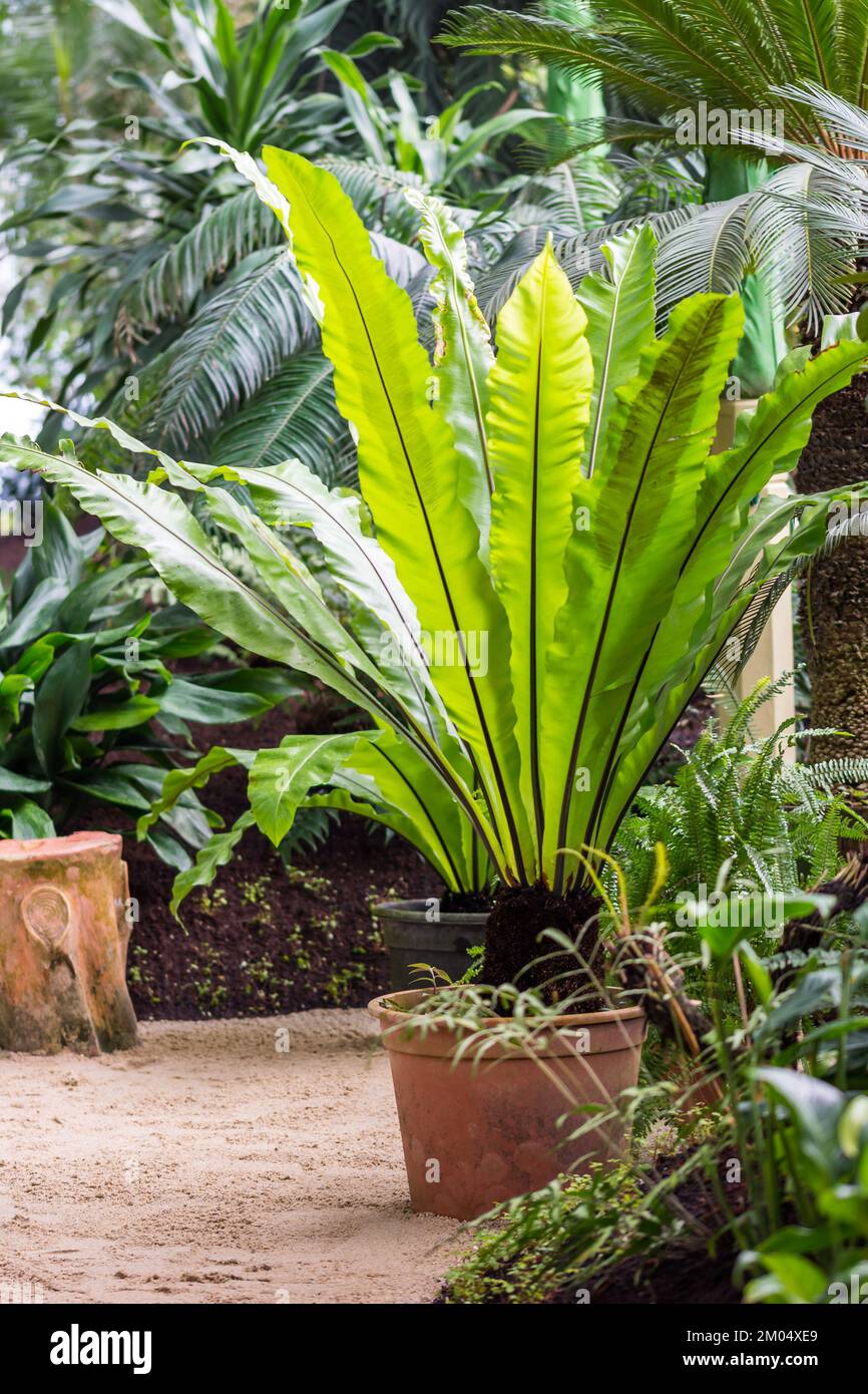 Fern plant in the pot, placed in tropical jungle greenhouse Stock Photo ...