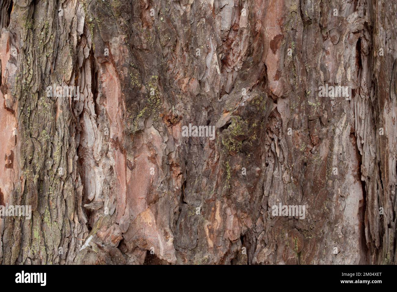The bark of a western larch tree, Larix occidentalis, along the ...
