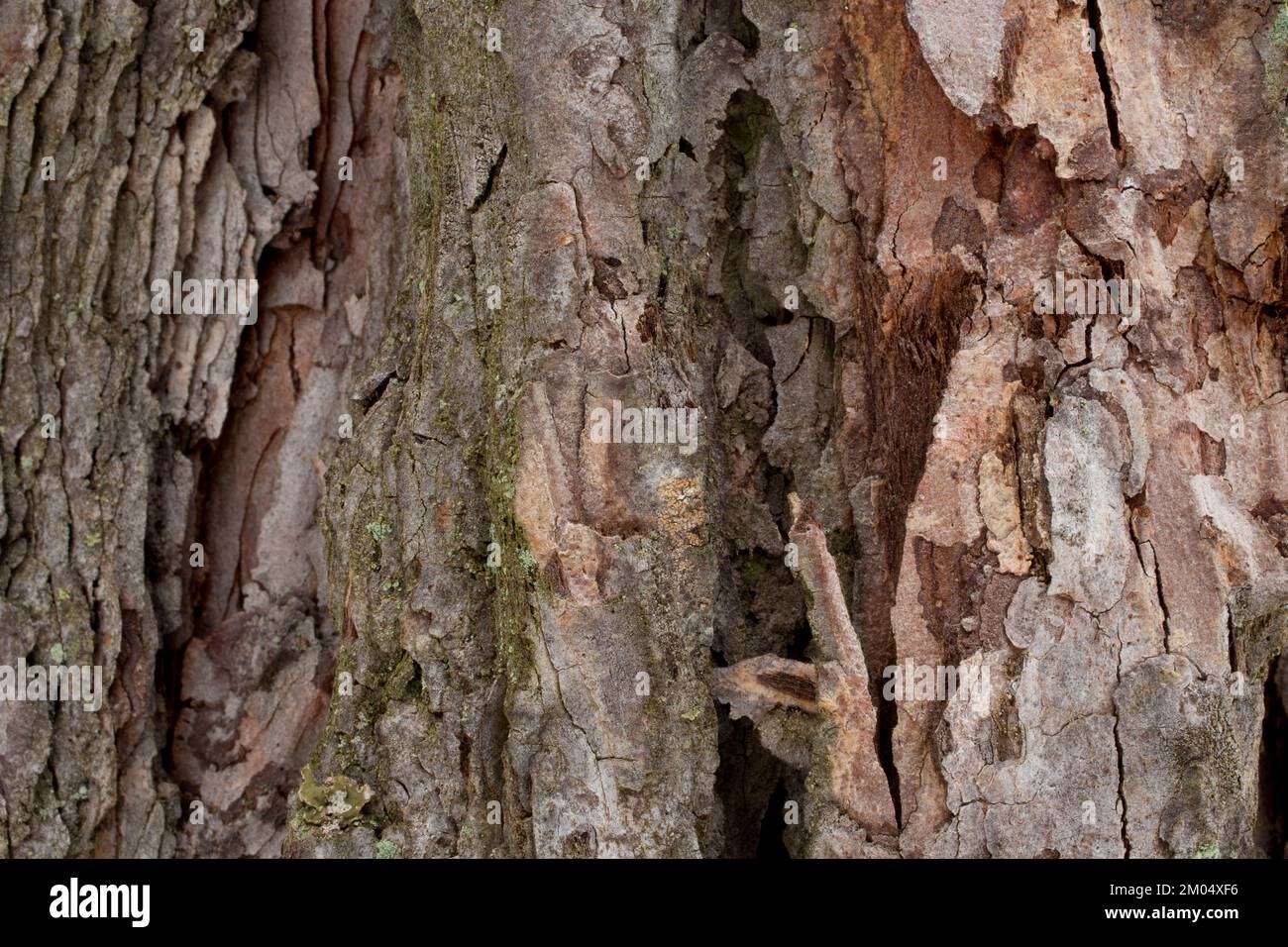 The bark of a western larch tree, Larix occidentalis, along the ...