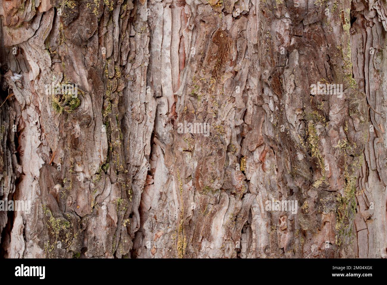 Corteza de larix occidentalis hi-res stock photography and images - Alamy