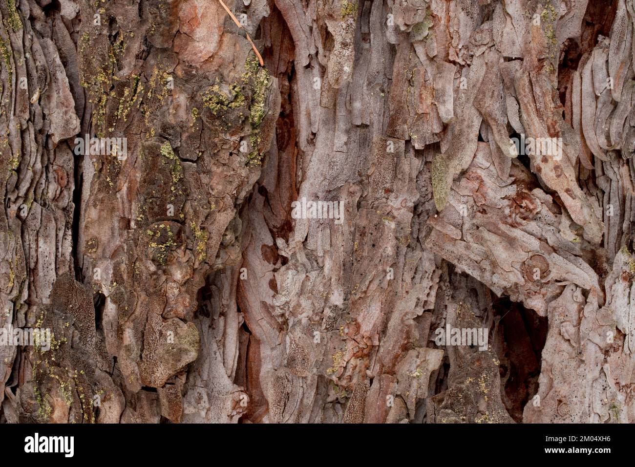 Corteza de larix occidentalis hi-res stock photography and images - Alamy