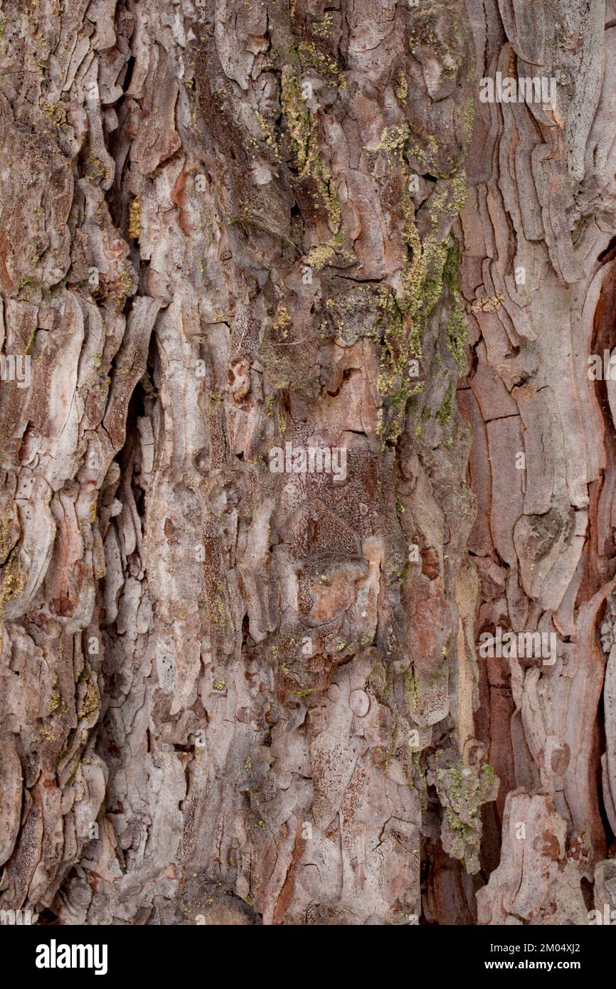 The bark of a western larch tree, Larix occidentalis, along the ...