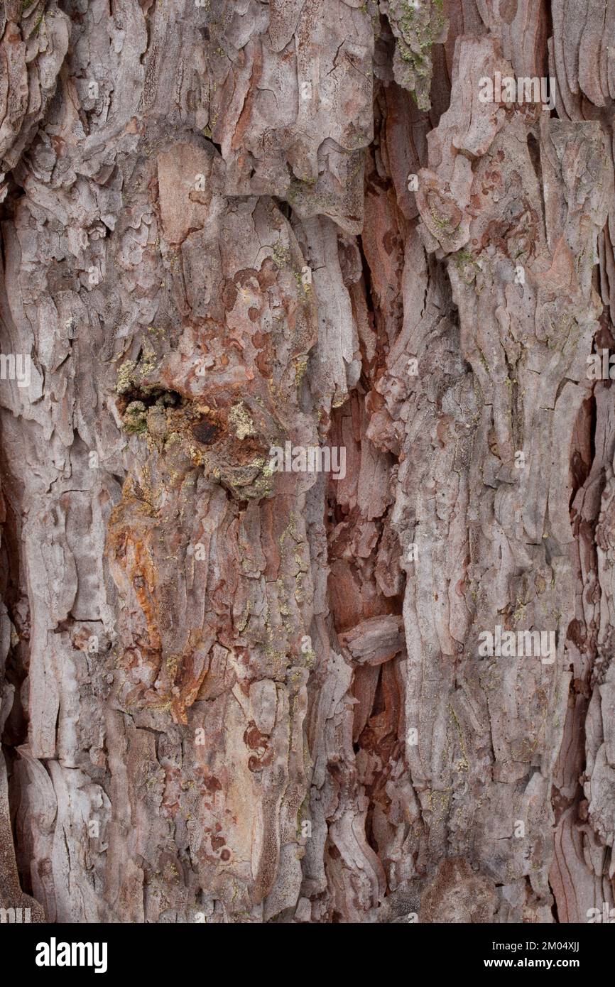 The bark of a western larch tree, Larix occidentalis, along the ...