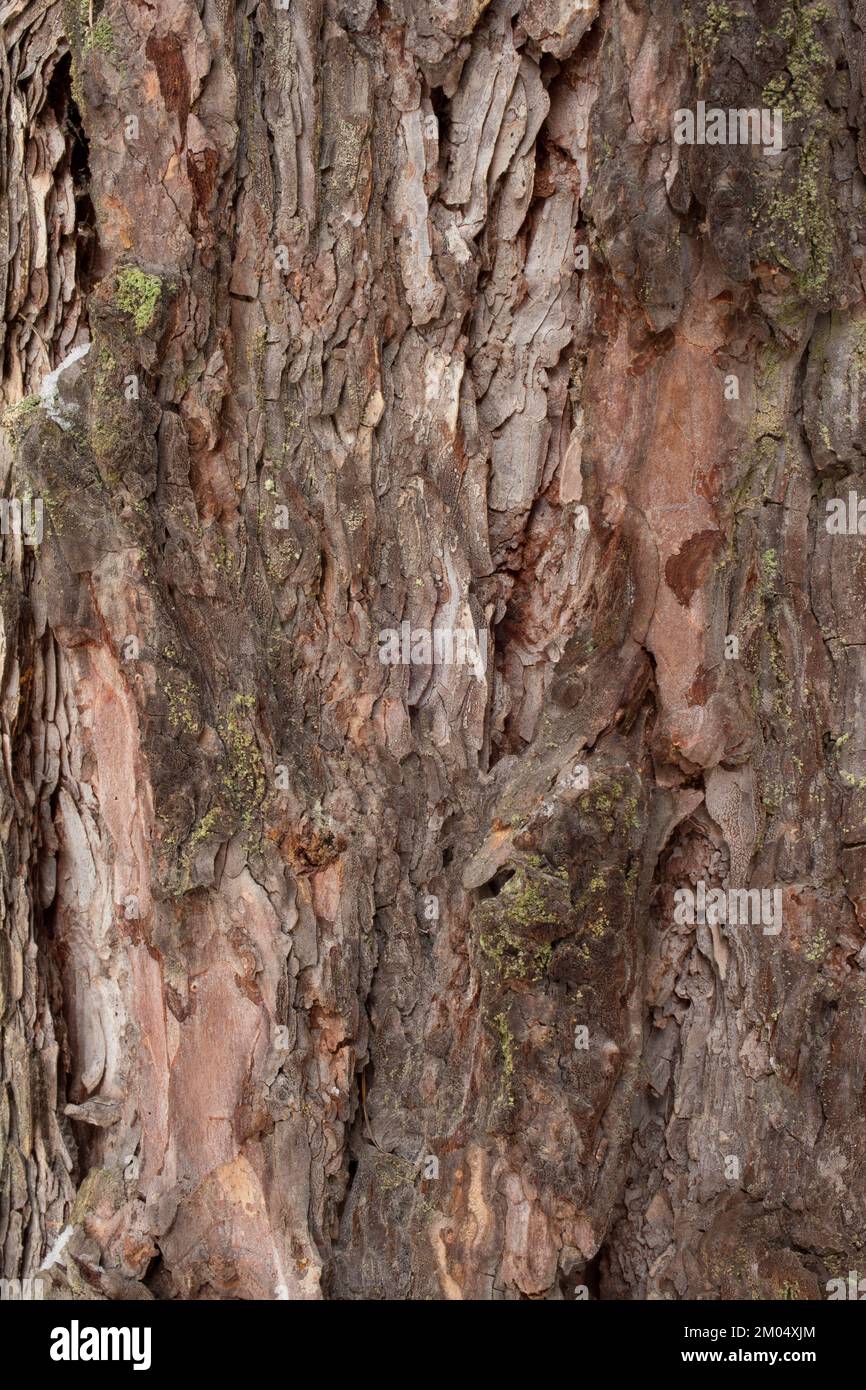 The bark of a western larch tree, Larix occidentalis, along the ...