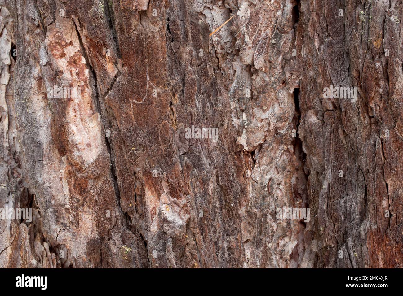 The bark of a western larch tree, Larix occidentalis, along the ...