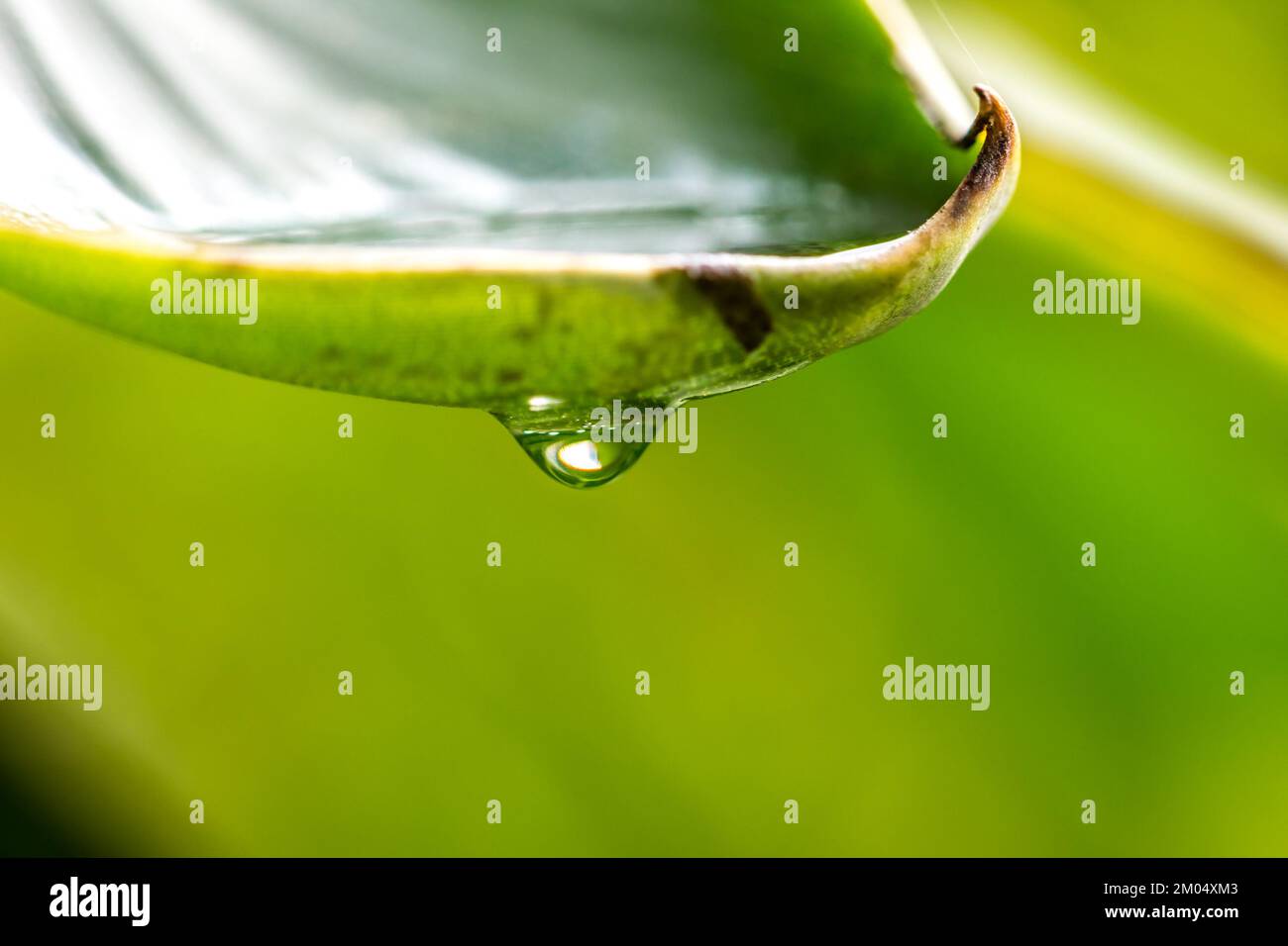 Detail of leaf with the water drop, fresh green color Stock Photo - Alamy
