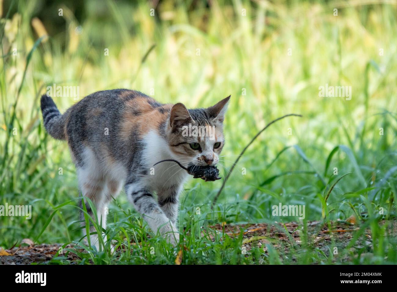 Cat catching mouse hi-res stock photography and images - Alamy