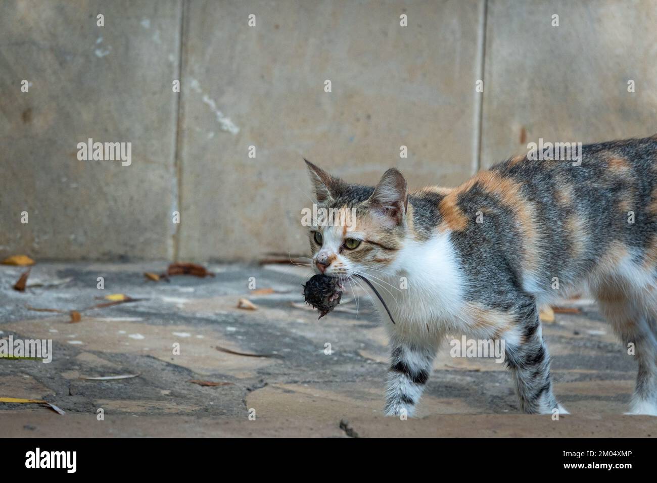 Cat hunt mouse encounter closeup Stock Photo - Alamy